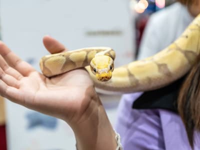 ball python information in hindi