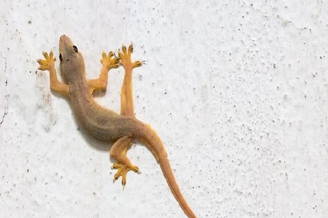 Can lizard bite cause death if it falls on the body Wildlife expert ...