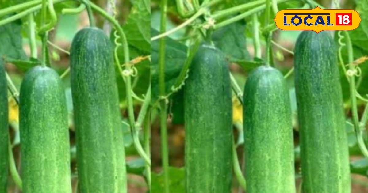 This farmer started cucumber cultivation with low investment, today he is getting manifold ...