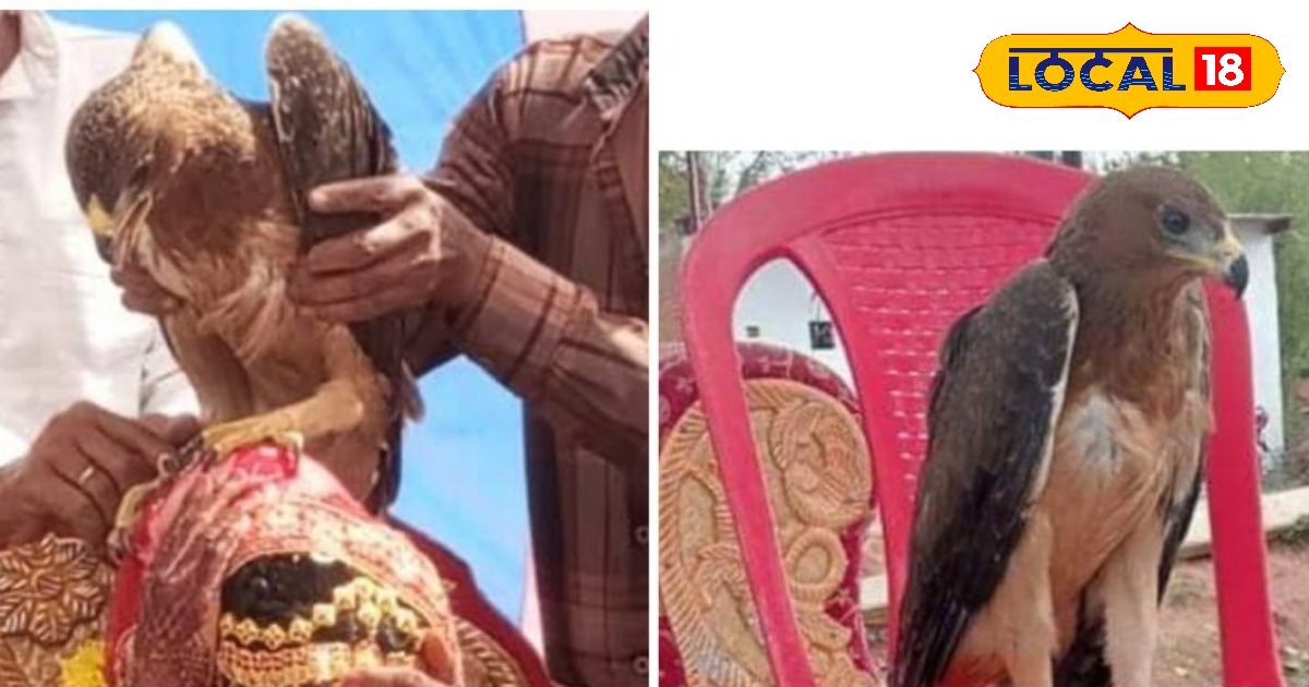 Eagle came in marriage and gave blessing to the bride villagers said ...
