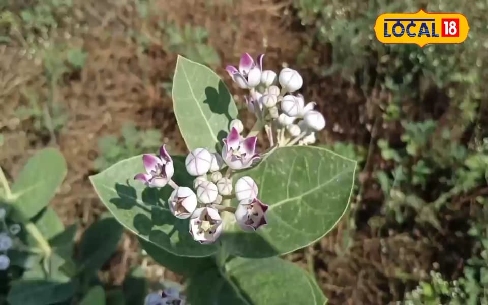 Aak flower is very useful, it is helpful in the treatment of many ...