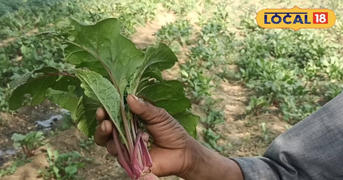 Farmer becomes rich due to beetroot farming, grows beetroot in two ...