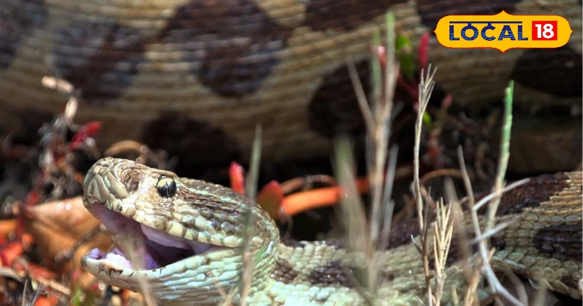 This part works as a night vision camera in snakes; they are able to ...