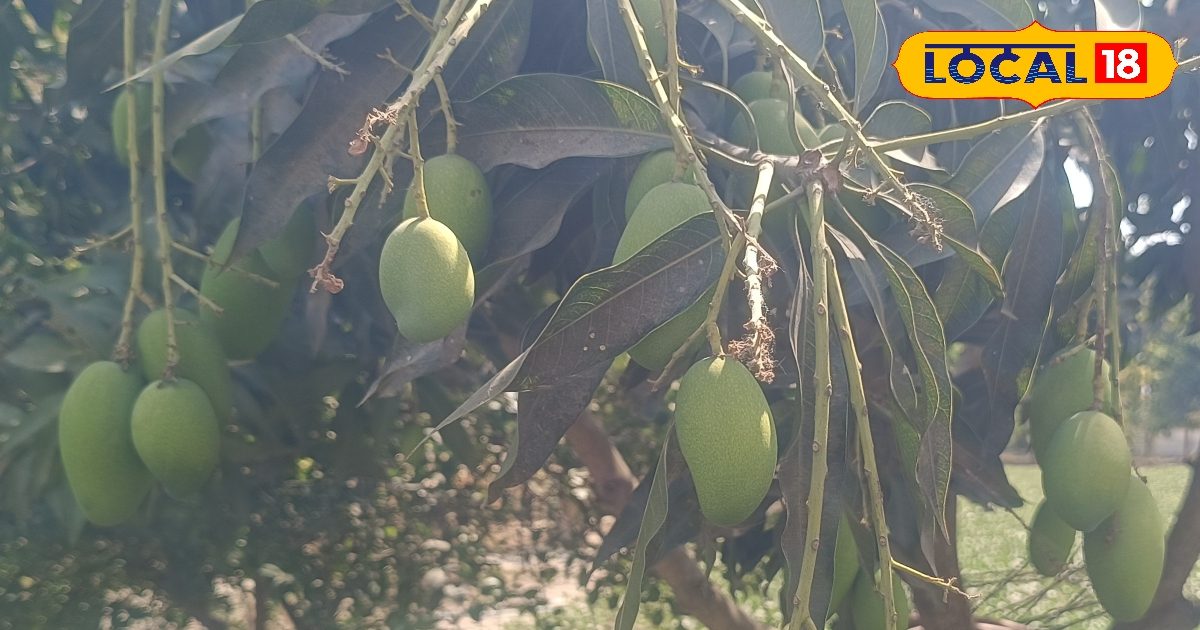 amazing teacher Of Samastipur Bihar prepared tree which 15 different ...
