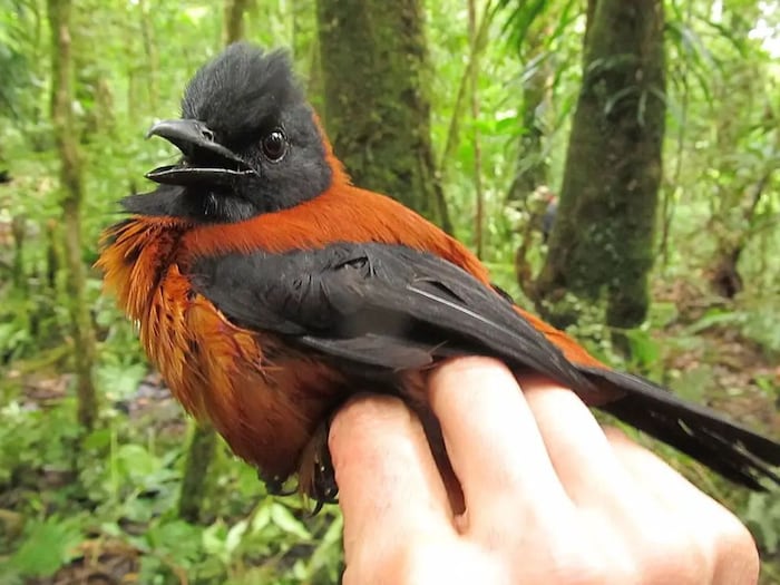 PHOTOS: इस चिड़िया के अंदर कोबरा वाला जहर, छू भी लिया तो जाएगी जान ...