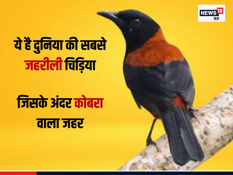 PHOTOS: इस चिड़िया के अंदर कोबरा वाला जहर, छू भी लिया तो जाएगी जान ...