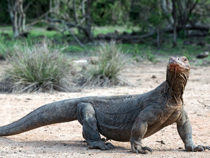 छिपकलियों निकाला सांप के जहर का तोड़, कुछ वक्त बाद फिर बदले हालात ...
