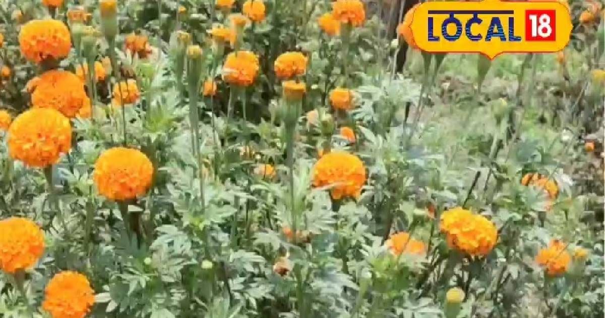 Now Bengal is not Kolkata! This district of Bihar will fulfill the ...