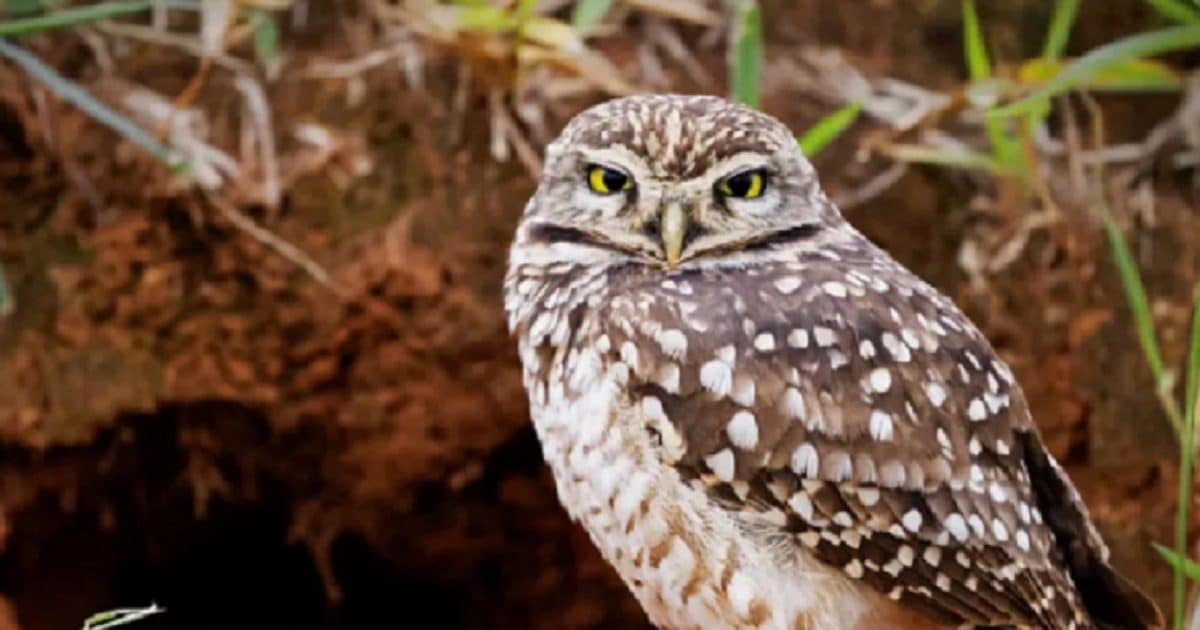 उल्लू क्यों नहीं होता 'उल्लू', उसके झुंड को क्यों कहा जाता है ...