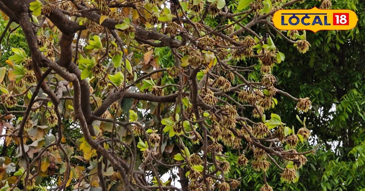 Even teeth that are loose like a scaffold will be set, just gargle with ...