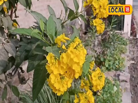 Ticoma tree promotes biodiversity, there are many benefits of planting ...