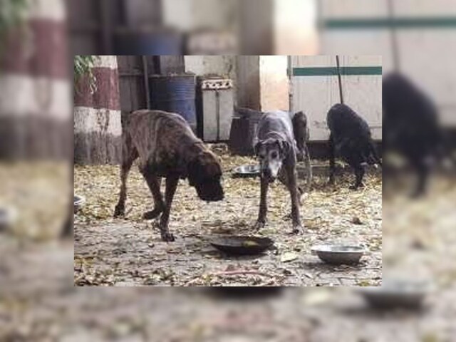 अतीक अहमद के तीसरे डॉग... 'डैनी' की हुई मौत, माफिया ने पाल रखे थे ...