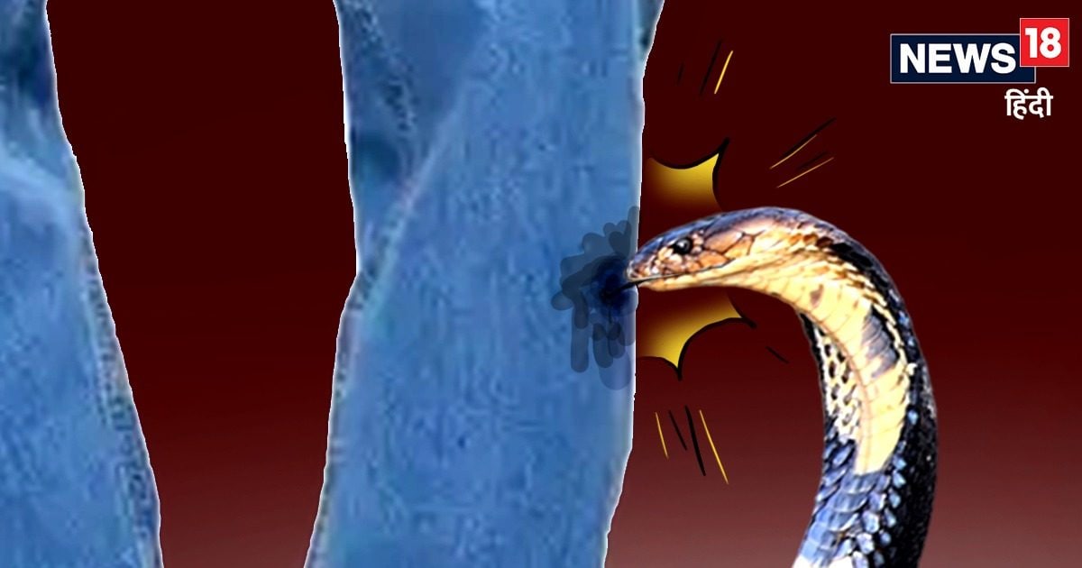 कोबरा सांप क्या जींस में छेद करके भी गड़ा सकता है दांत, कितनी तगड़ी होती है उसका दंश - can cobra ...