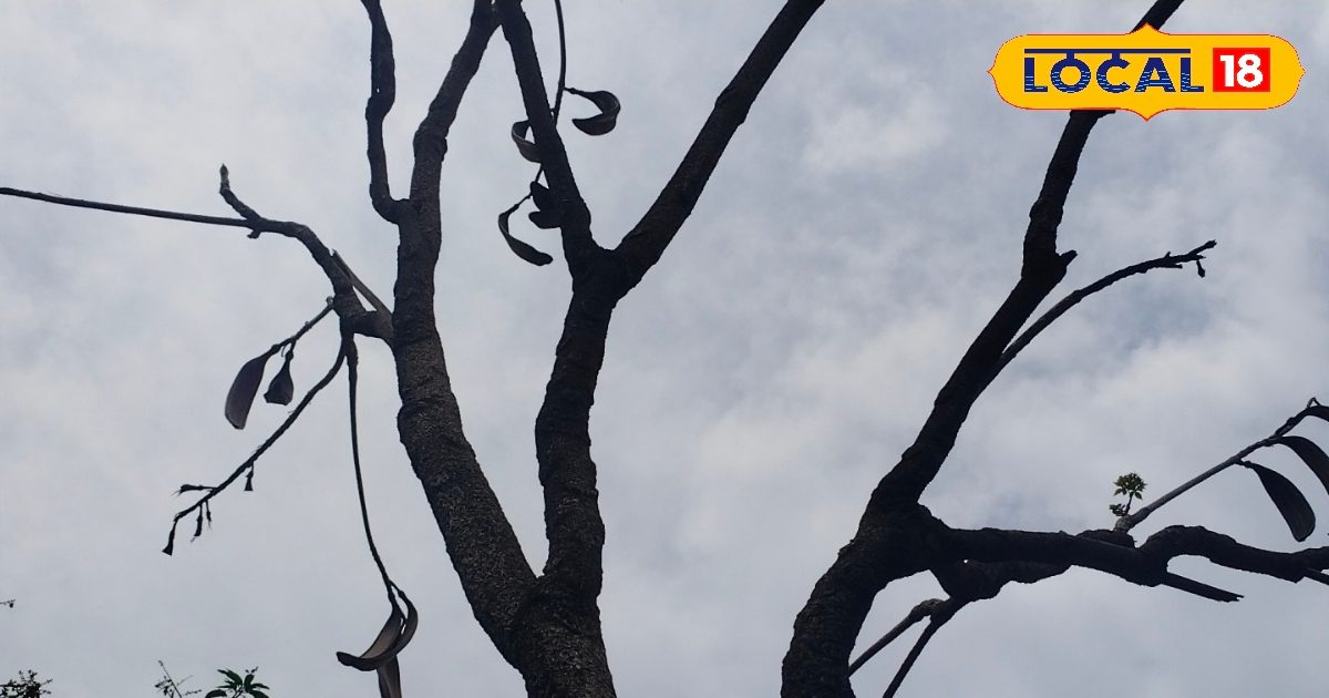 औषधीय गुणों का कारखाना है ये पेड़; छाल लीवर के लिए, तो फल बवासीर के लिए ...