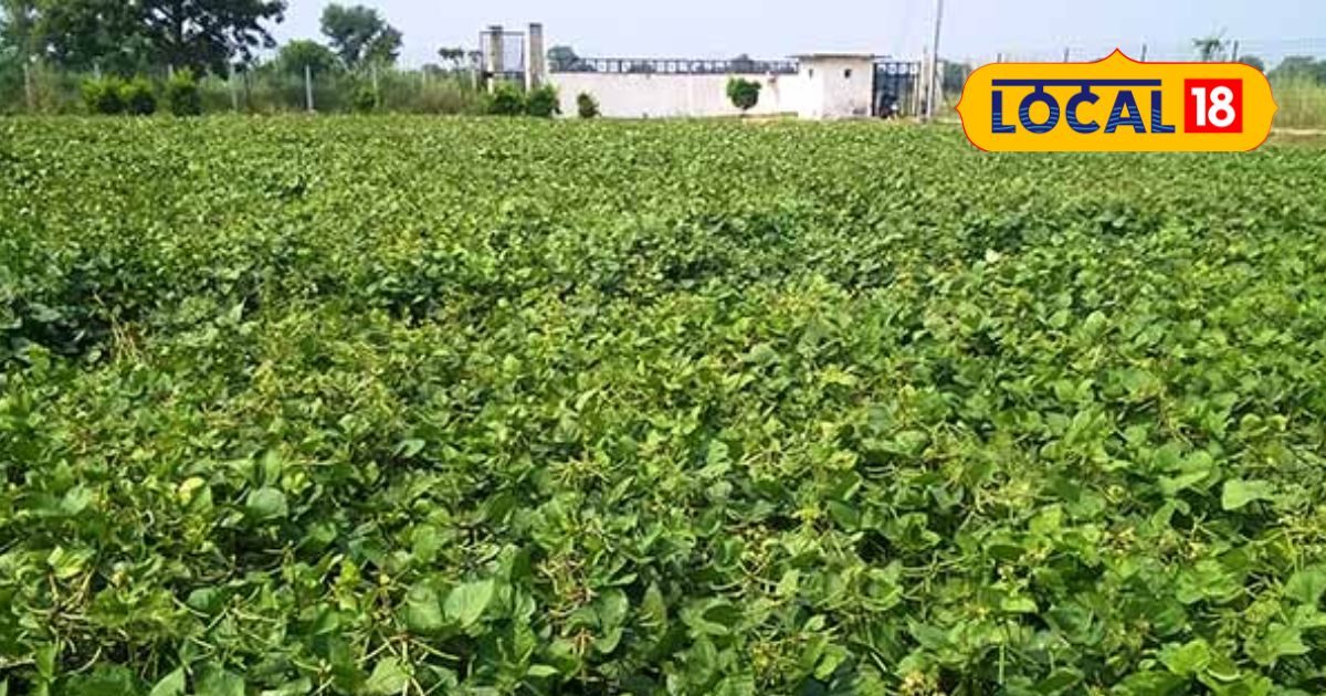 commercial farming of moong daal moong dal ki kheti karne ke fayde in ...