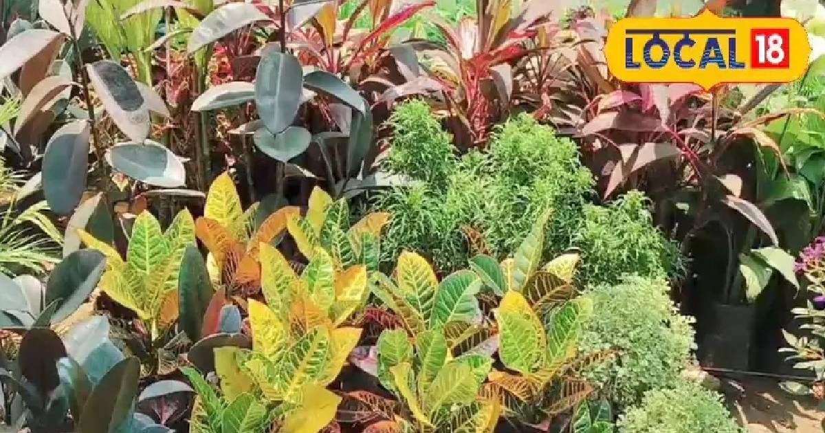 plant many types of plants at home during the summer season - News18 हिंदी