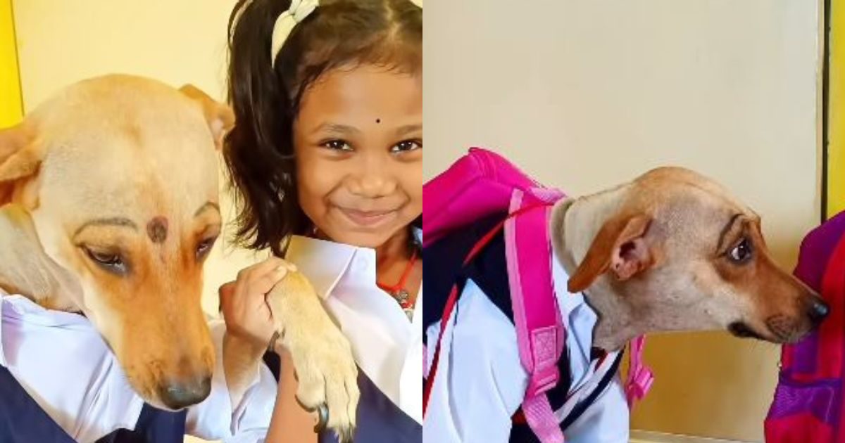 यूनिफॉर्म पहन स्कूल जाने को तैयार हुआ कुत्ता, पीठ पर लाद लिया बैग! इससे ...