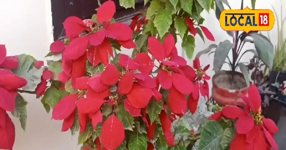 This Poinsettia tree works as a panacea for pain and fever. - News18 हिंदी