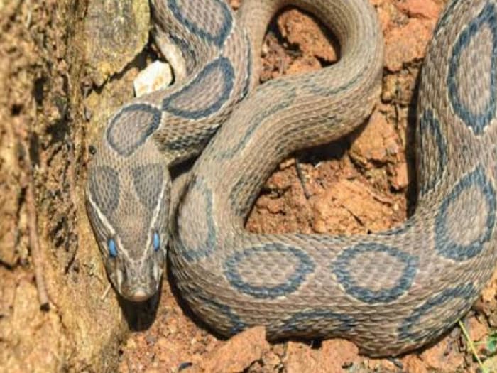इन 5 तरीकों से करें रसेल वाइपर और अजगर की पहचान...छोटी से गलती पड़ सकती ...