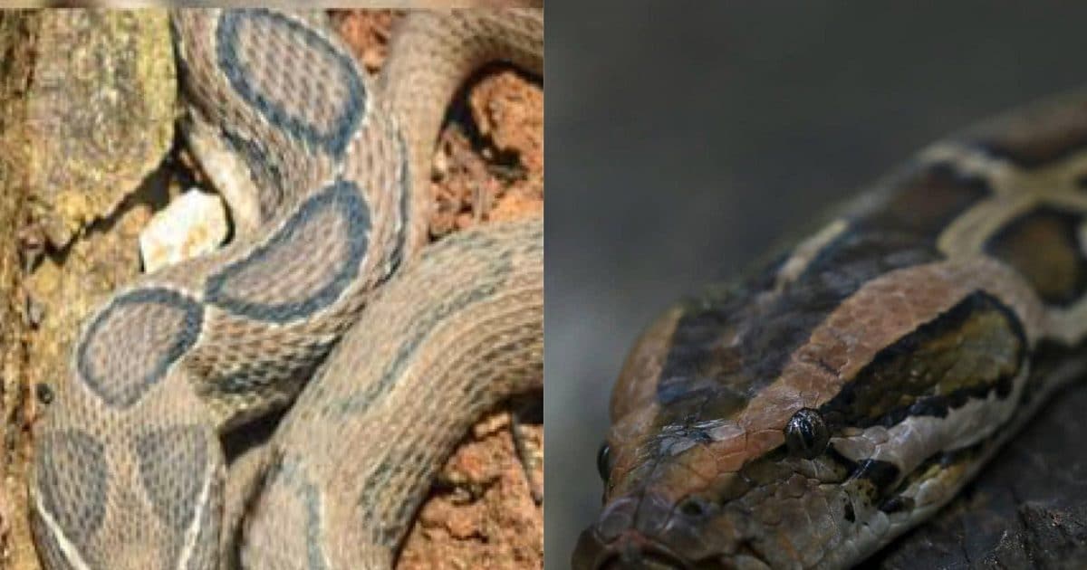 इन 5 तरीकों से करें रसेल वाइपर और अजगर की पहचान...छोटी से गलती पड़ सकती ...