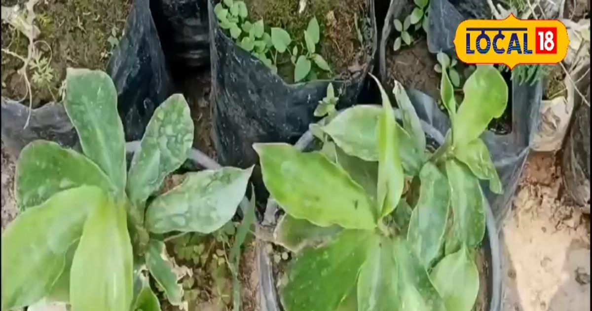 Insulin tree can provide relief from diabetes, plant it at home and ...