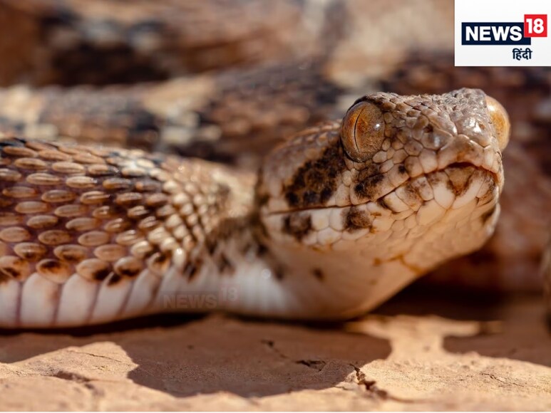 अगर काट ले ये वाला सांप, शरीर के किसी भी अंग से बहने लगता है खून, 5 ...
