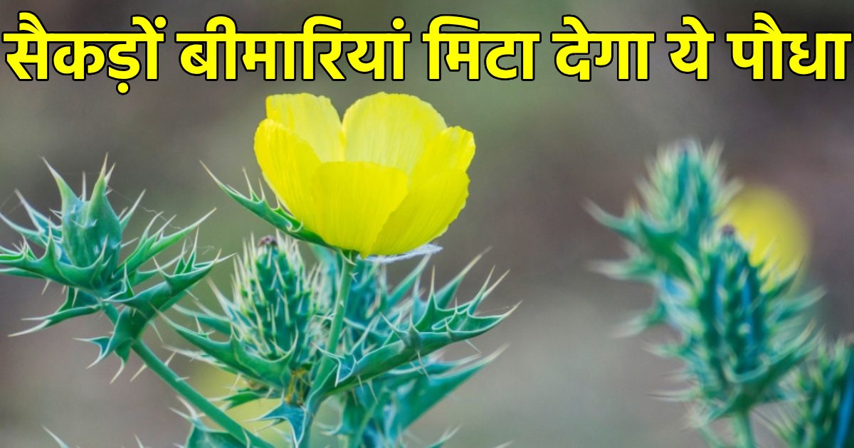 इस पौधे को जड़ समेत कच्चा खा जाइए ! दिखने में छोटा, लेकिन देसी दवाओं की ...