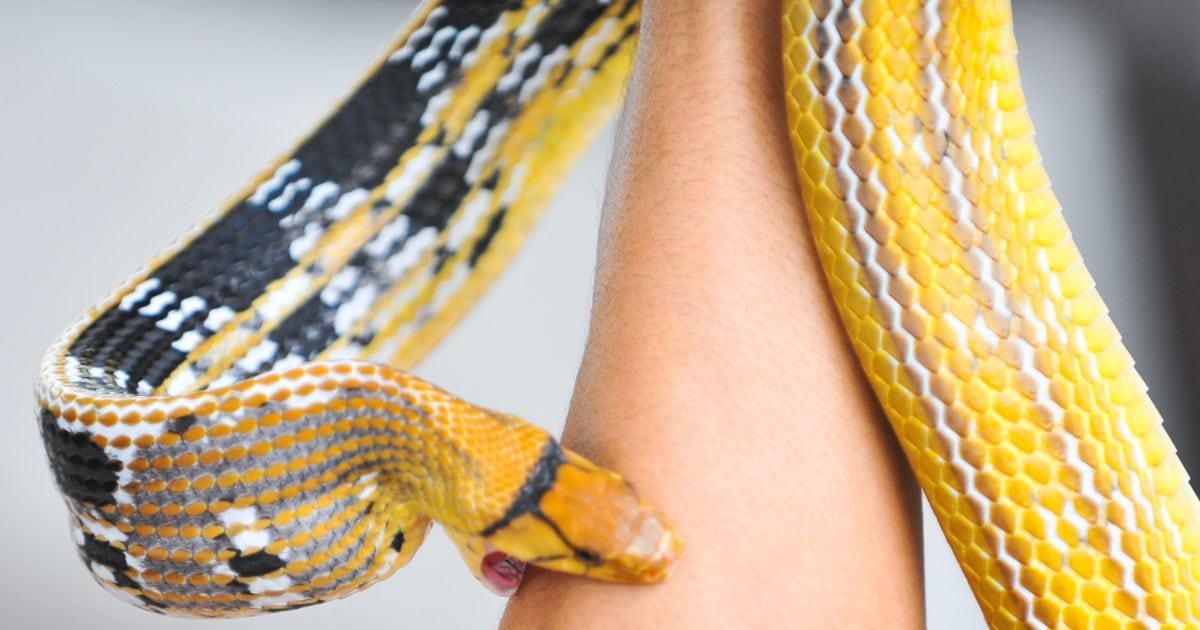 सांप कब करते हैं इंसानों का पीछा? देखते ही कर देते हैं हमला, नहीं होता ...