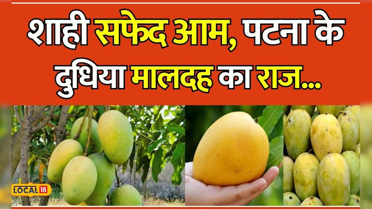Dudhiya Maldah Mango: Patna का अनमोल खजाना दूध जैसा सफेद आम, नवाब की ...