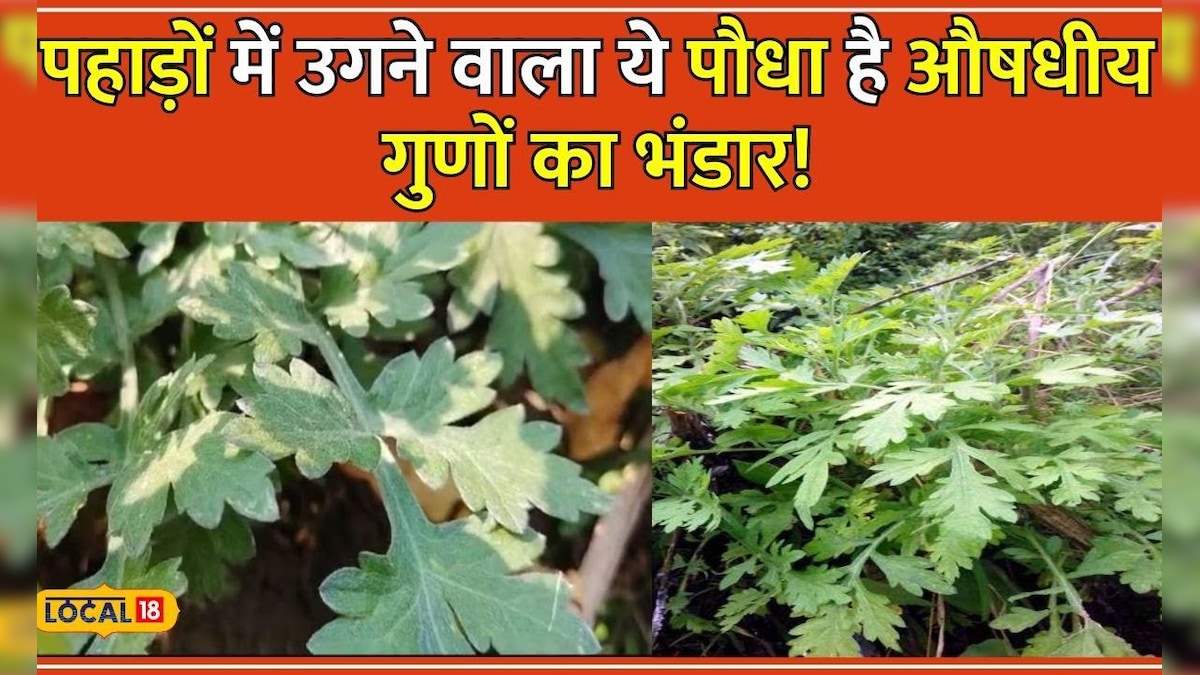 Kunja Plant Benefits: साधारण घास का असाधारण तेल! चर्म रोग समेत कई ...