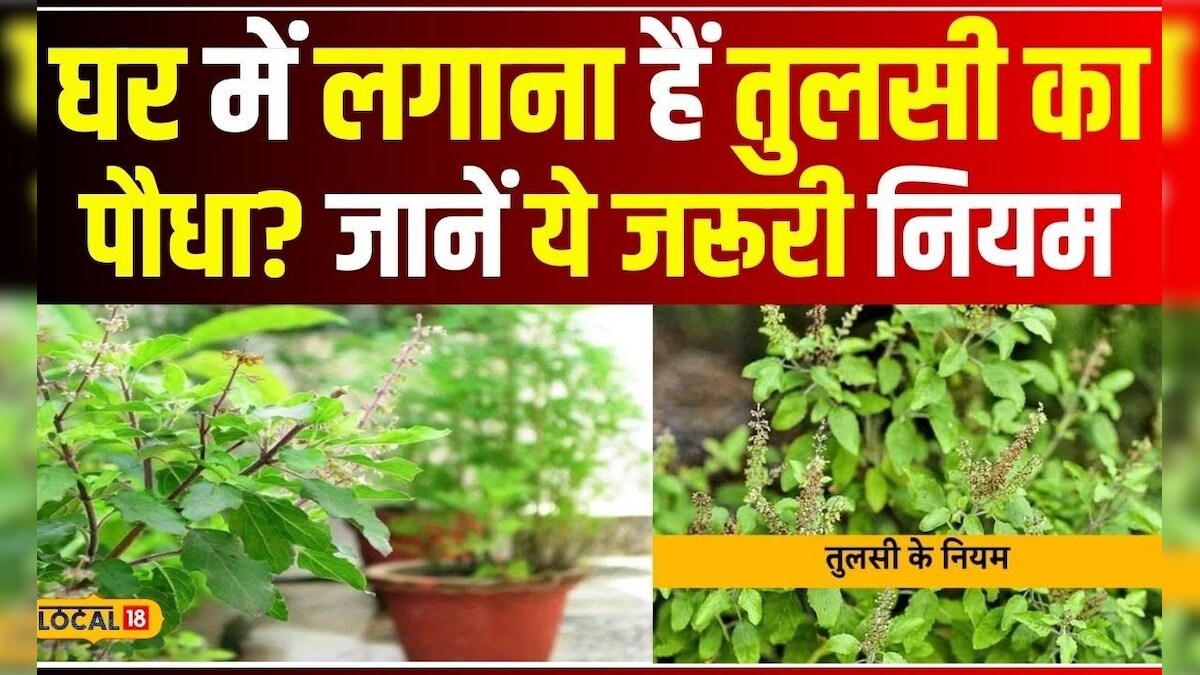 Tulsi Upay: घर में लगाना चाहते है तुलसी का पौधा? तो एक्सपर्ट से जान लिजिए ये जरूरी नियम #local18 ...