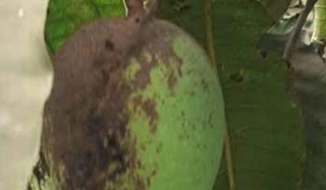 If there is a disease in mango tree, then do home remedies like this ...