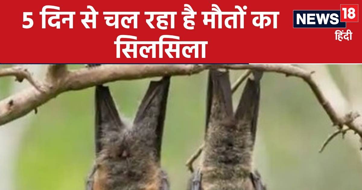 Dungarpur News: गर्मी का कहर, 300 चमगादड़ों की हुई मौत, बिखरे पड़े शवों ...
