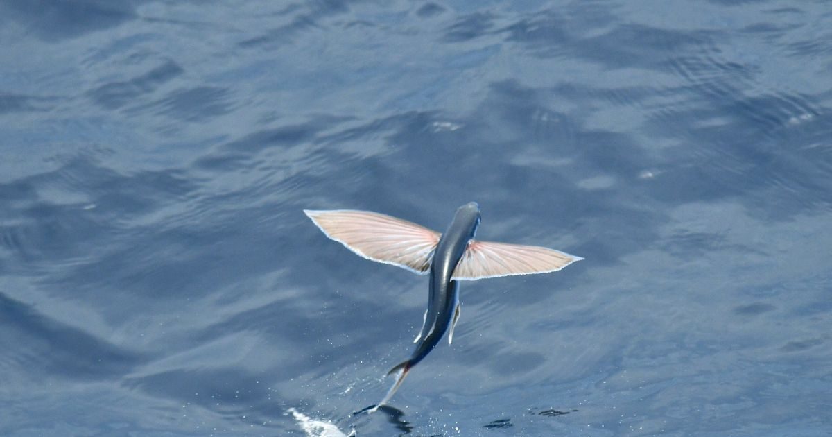 Flying Fish : देख‍िए उड़ने वाली मछली, श‍िकार से बचने के ल‍िए पक्ष‍ियों की तरह उड़ने में माह‍िर ...