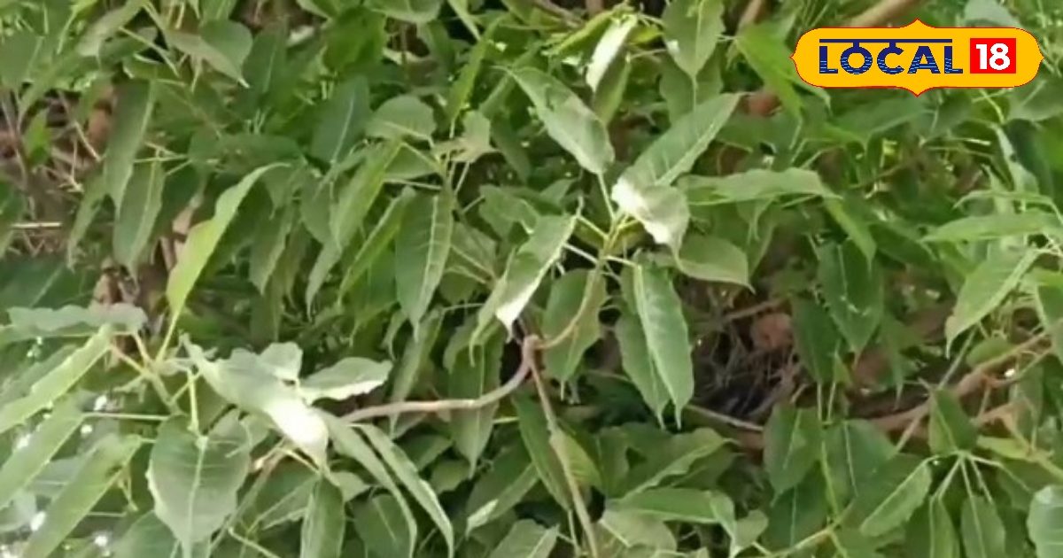 This tree is a storehouse of oxygen and is famous by the name of Pakad ...