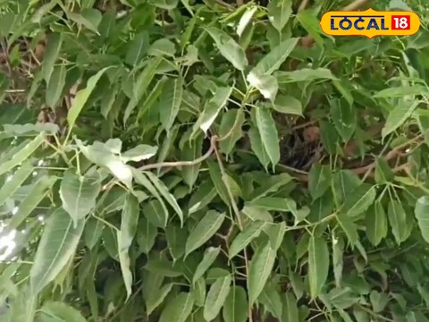 This tree is a storehouse of oxygen and is famous by the name of Pakad ...