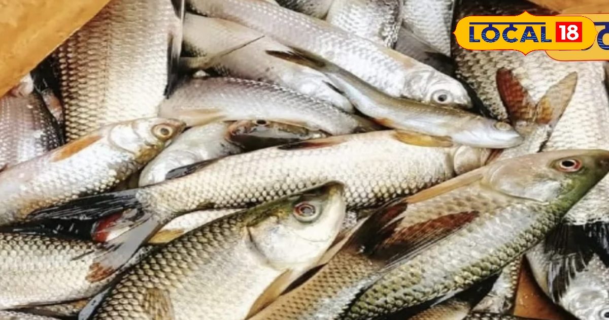 These are the five biggest fish markets of Delhi cheapest price ...