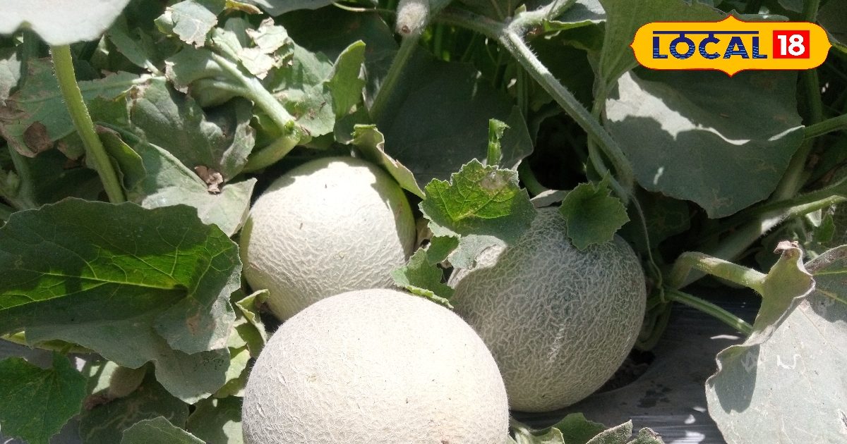 Watermelon melons are cultivated with Kisan Chandan Taiwanese Guava ...