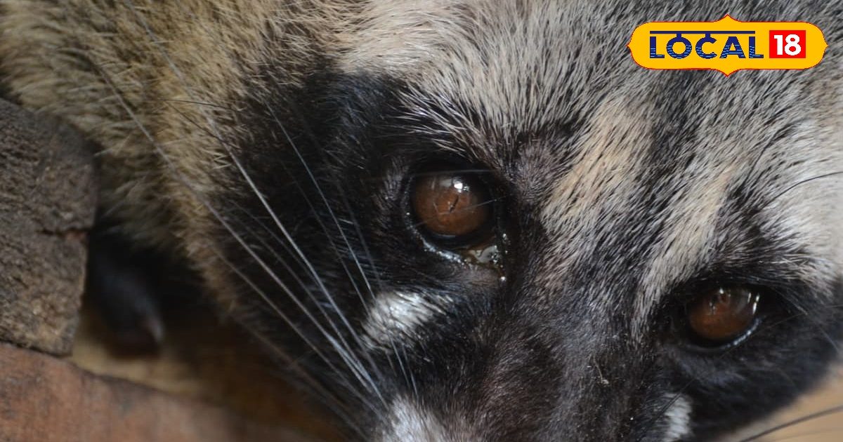 Does this creature really eat dead bodies by pulling them out of their ...