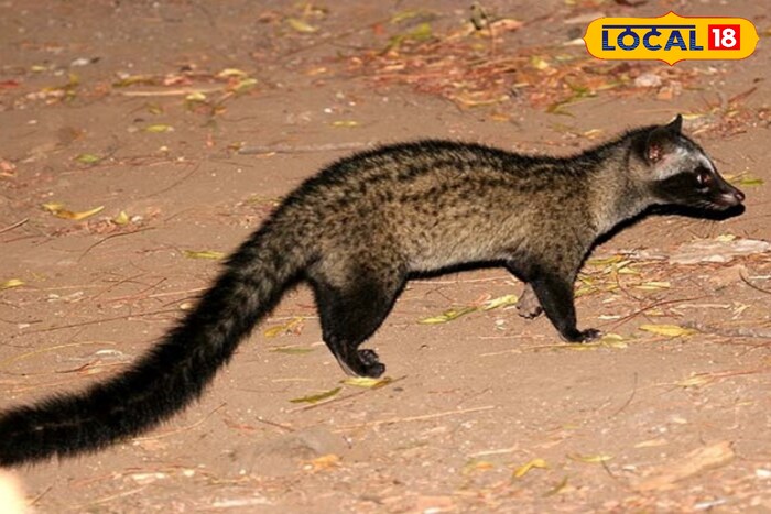 Does this creature really eat dead bodies by pulling them out of their ...