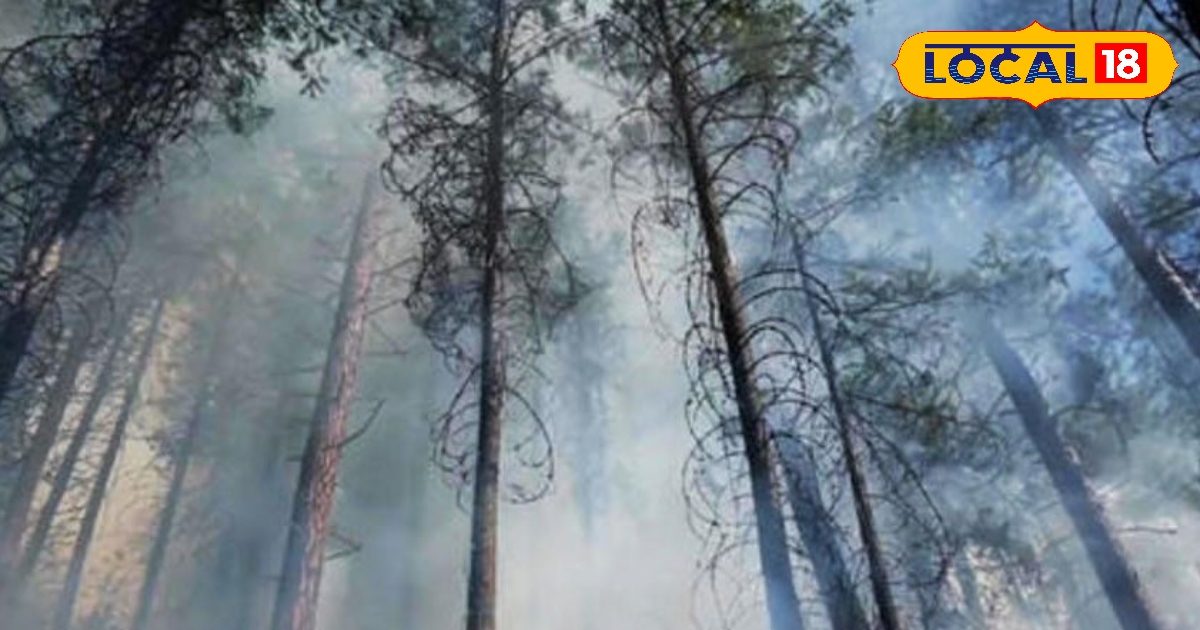 Reward will be given for reporting forest fire and extinguishing the fire