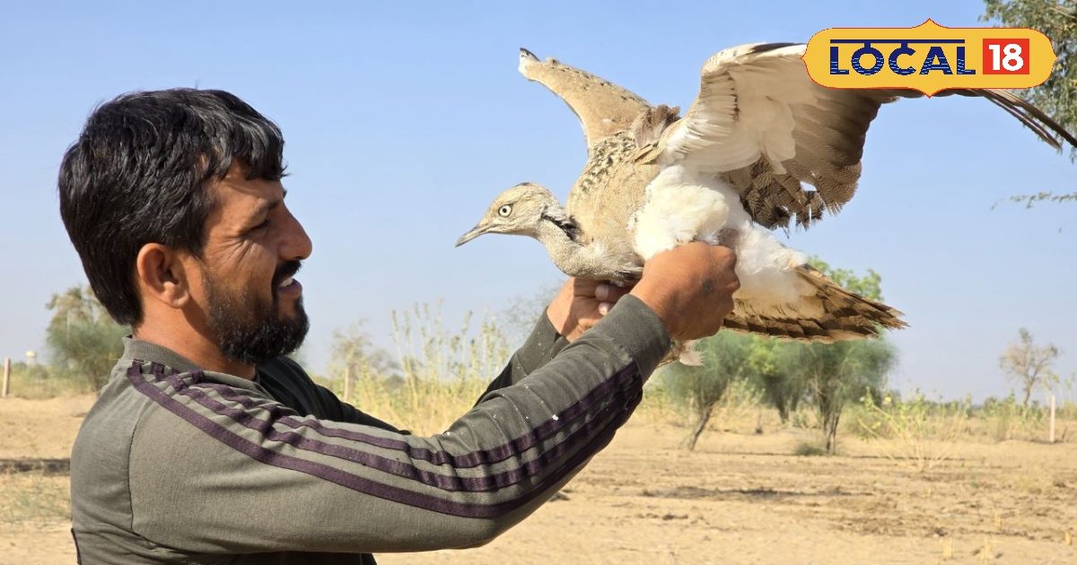 Tilor bird came from across the seven seas rescued for the first time ...
