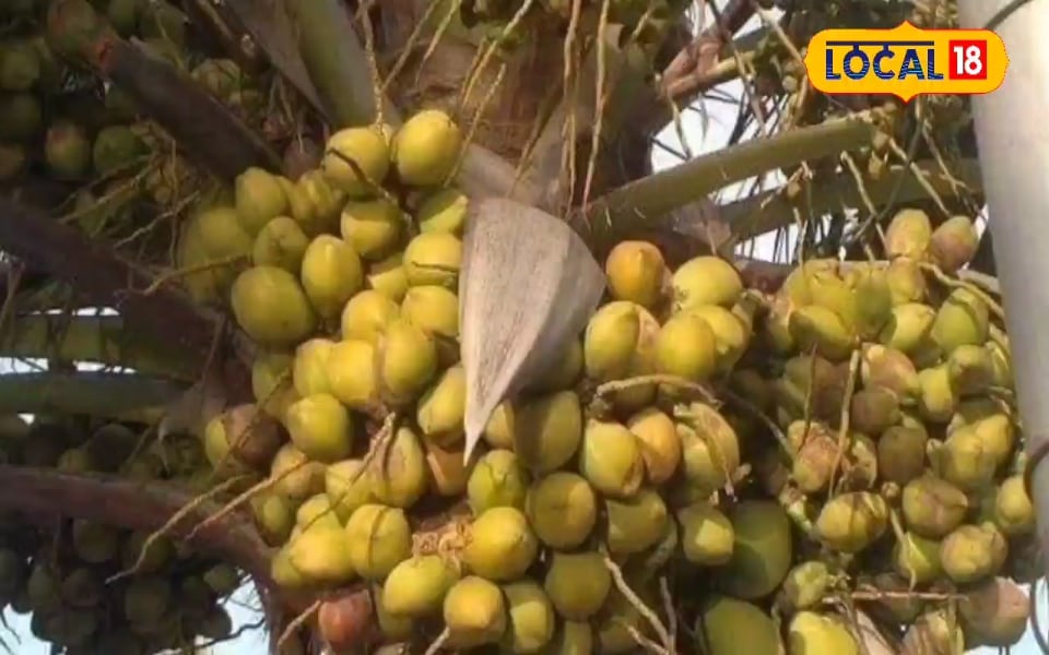 Two thousand coconut saplings will be cultivated in Begusarai, earning ...