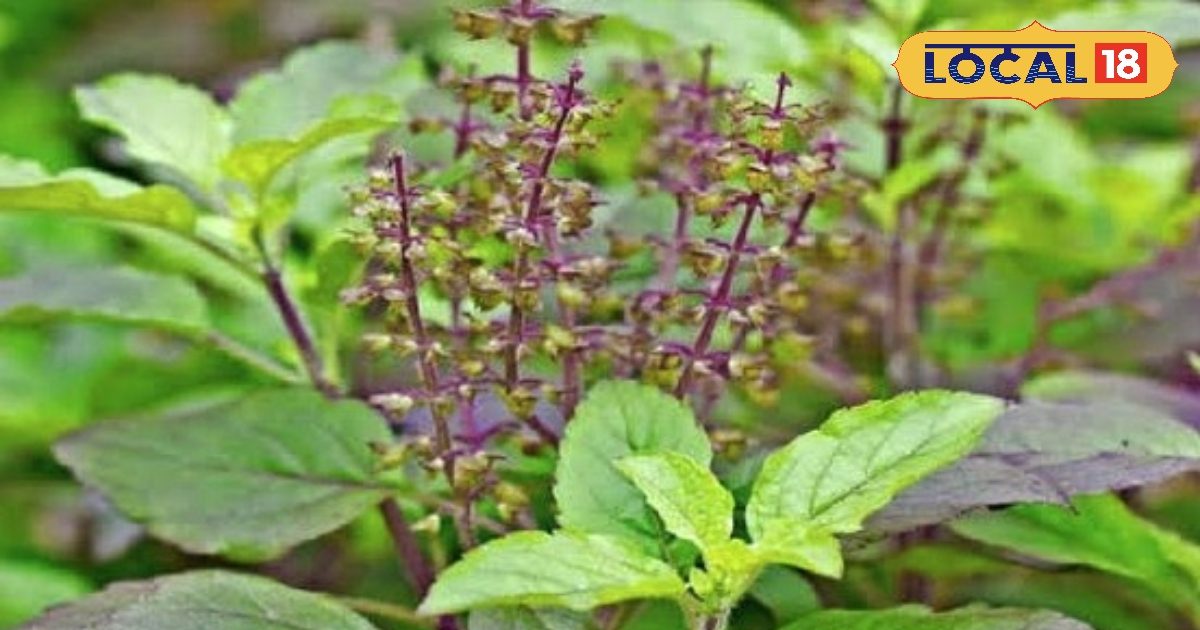 Tulsi is such a plant, which is there in everyone's house, the Tulsi ...