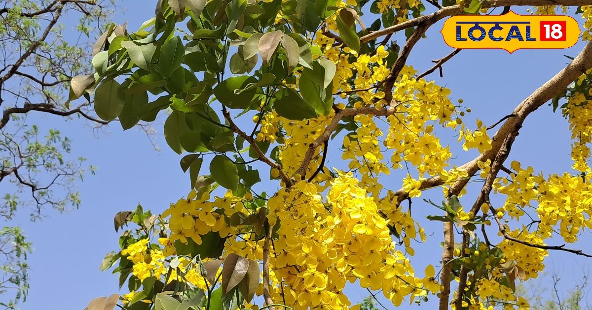 Golden Shower Tree decorated with natural chandelier used to be the ...
