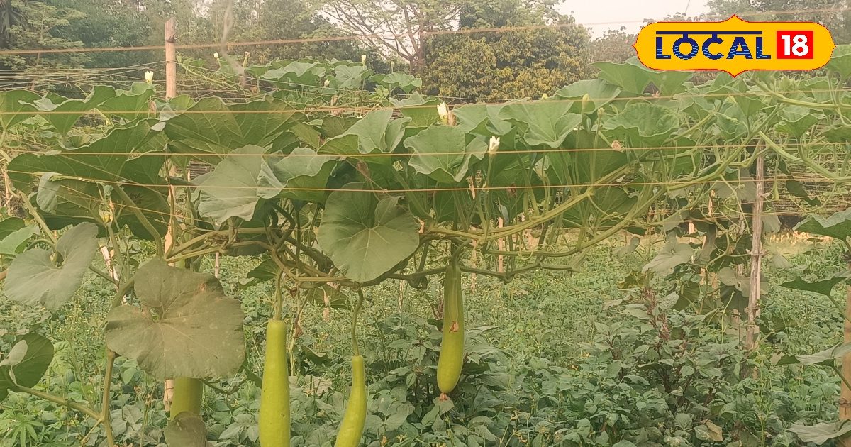 A farmer of Samastipur cultivates two vegetables each in the same plot ...