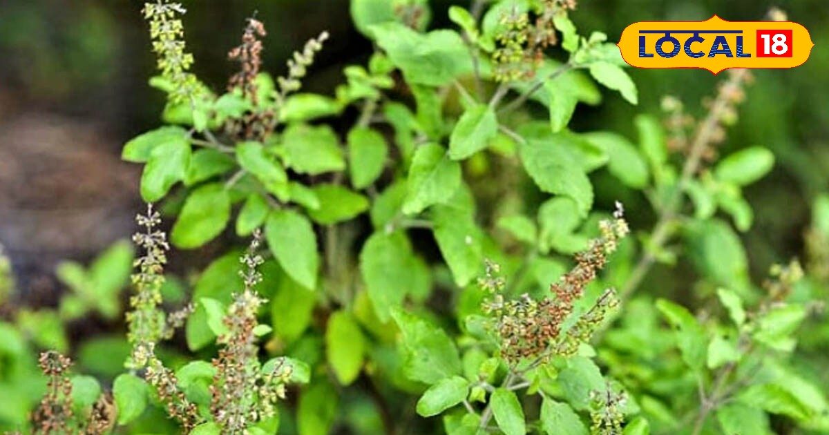 Know from the Pandit of Kalkaji Temple which plant planted in the house ...