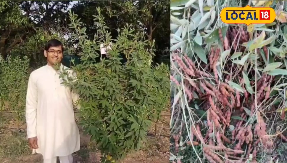 Arhar Cultivation: एक बार लगाएं, 5 साल तक 10 बार फलेगी, ऐसे करें अरहर ...