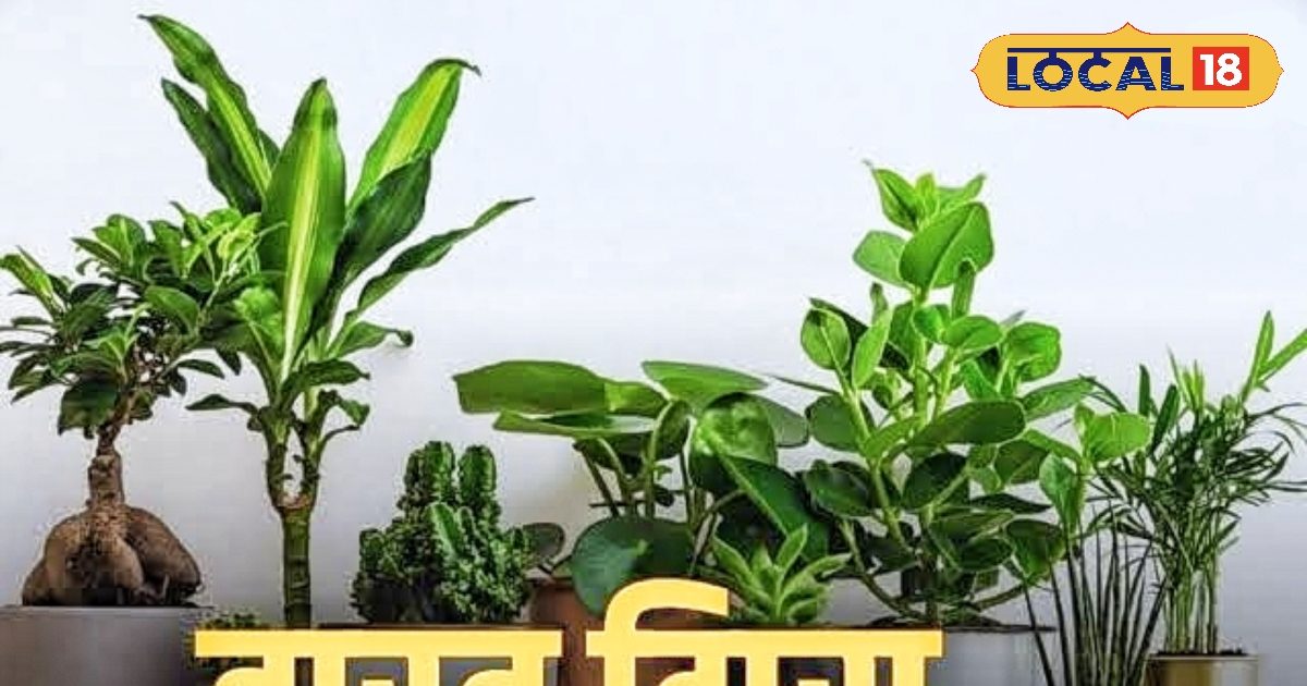 This plant drives away problems in life if you keep it at the main gate ...