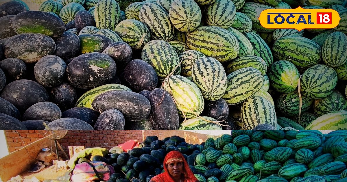 Sweet and strong watermelon of Kannauj arrived in Karauli, creating a ...